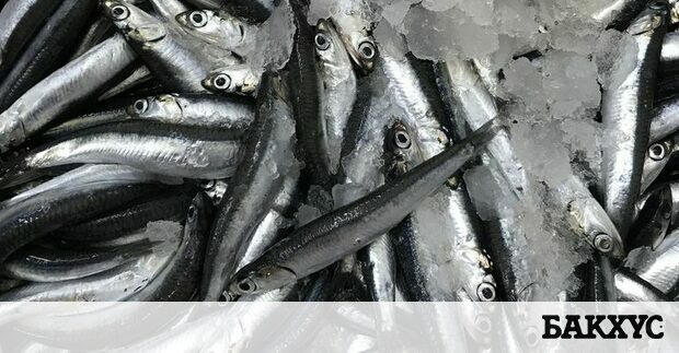 Balkan Fish - Bacchus.bg