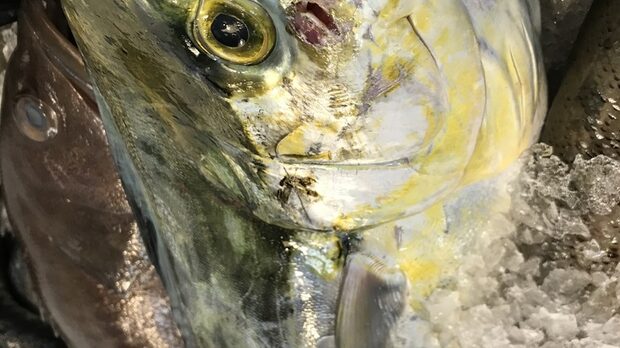 Balkan Fish - Bacchus.bg